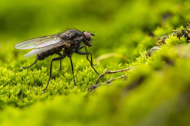 Ontdek de vlieg: een boeiend insect van dichtbij - Artikel Blog
